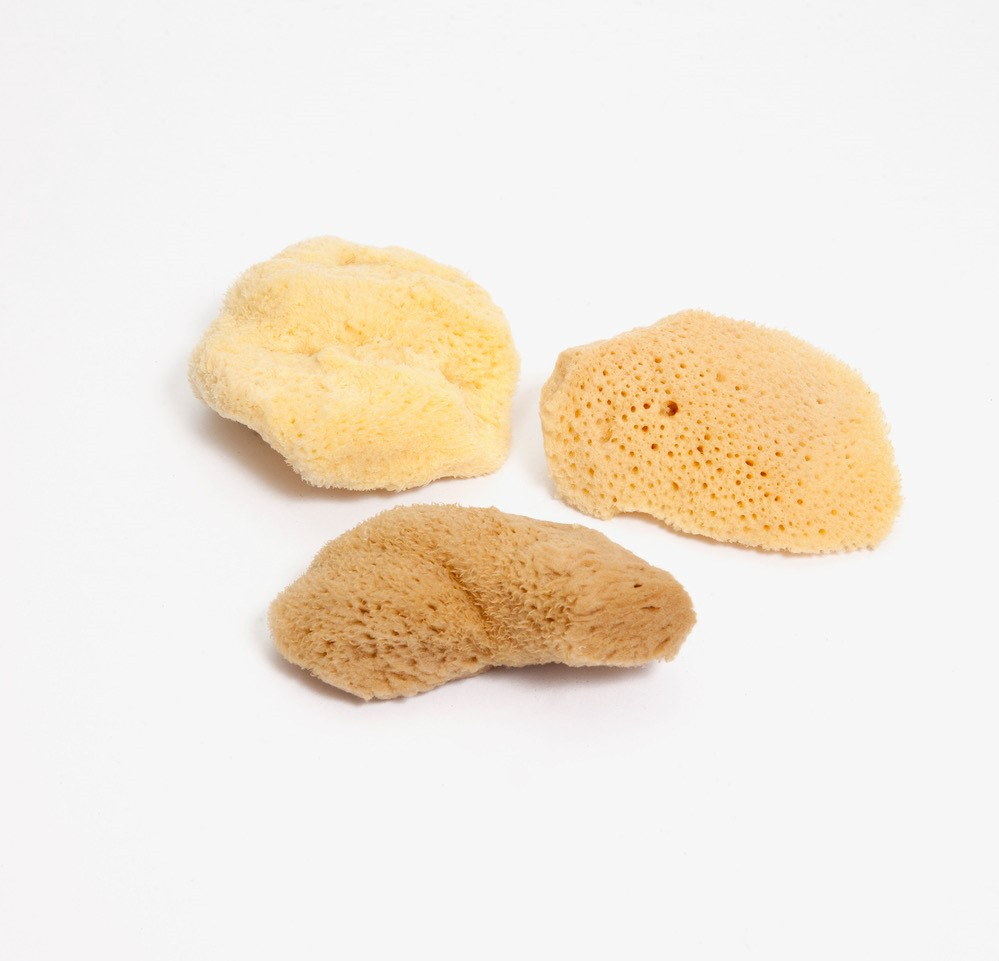 Artist Sponges Art & Craft Materials - Artstat - Art & Craft Materials